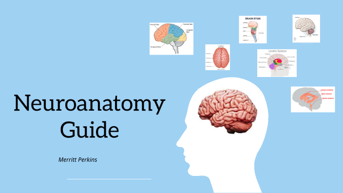 Neuroanatomy by ME P on Prezi
