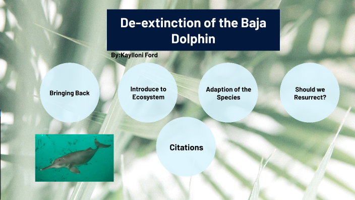 De-extinction of the Baja dolphin by Kaylloni Ford on Prezi
