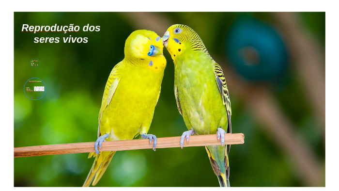 Reprodução dos seres vivos by camilla hettenhausen