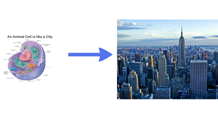 An Animal Cell is like a City by Ana G on Prezi