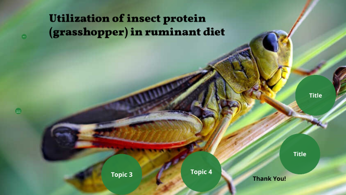 Insect Protein by Vahel Mayi on Prezi