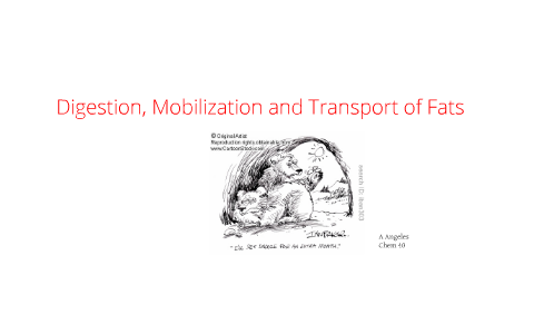 Digestion, Mobilization and Transport of Fats by Arlou Angeles on Prezi