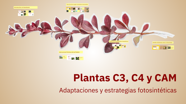 Plantas C3, C4 y CAM by Elizabeth Caba on Prezi