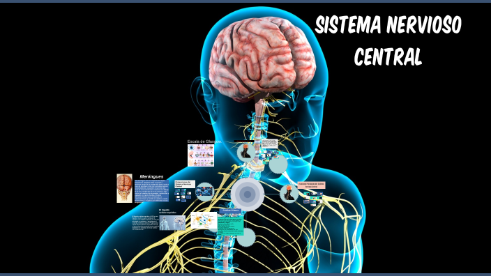 Sistema Nervioso Central by Ivett Ruiz on Prezi