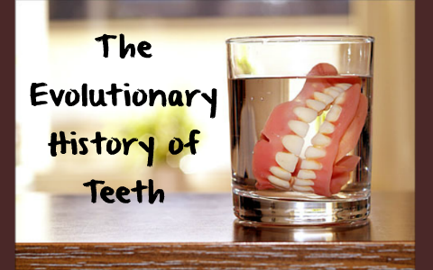 The Evolutionary History of Teeth by Kandace Baez on Prezi