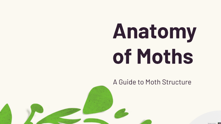 Anatomy of Moths by chiara castro on Prezi