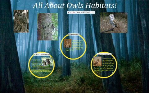 owls habitats by Paige Morris on Prezi