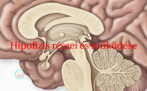 Hipofízis részei és működése by Emma Boltos on Prezi
