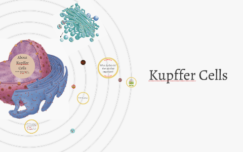 Kupffer Cells by Bernice Ong on Prezi