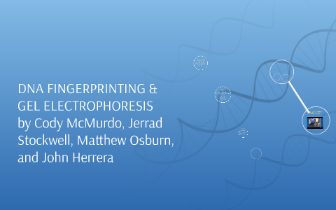 DNA FINGERPRINTING & GEL ELECTROPHORESIS by Cody McMurdo on Prezi