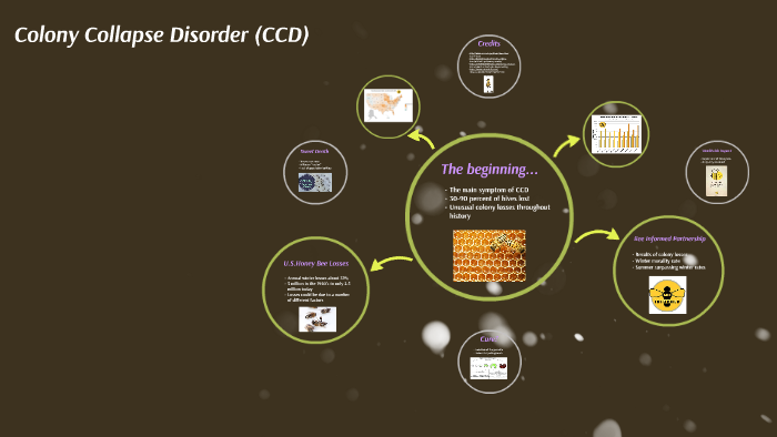 Colony Collapse Disorder (CCD) by Violet Olsen on Prezi