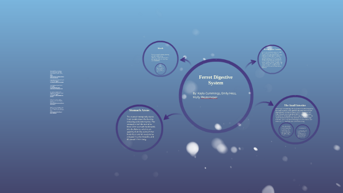 Ferret Digestive System by Molly Westemeyer on Prezi
