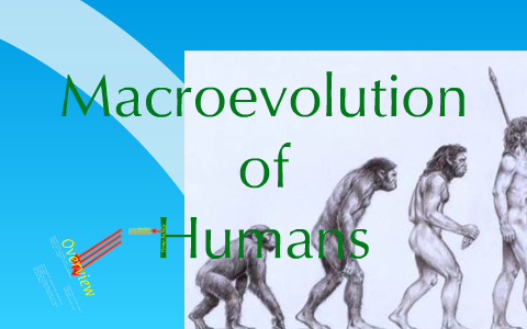 Macroevolution of Humans: Homo habilis by Shao Wei Chia