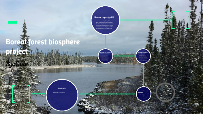 Boreal forest environment biosphere project by cole g on Prezi