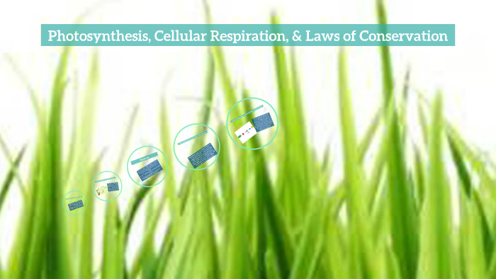 How does photosynthesis and cellular respiration follow the Laws of ...