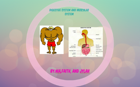 Digestive system and muscular system! by Nia Thompson on Prezi
