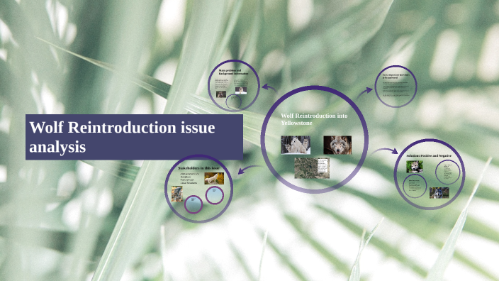 Wolf Reintroduction analysis by Jonathan Substad on Prezi