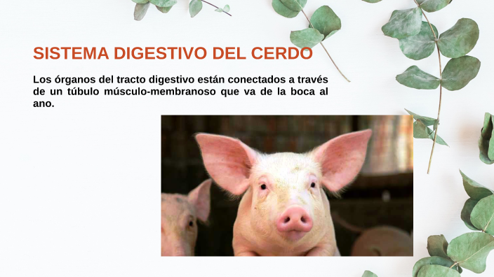 SISTEMA DIGESTIVO - CERDOS by Isamar Bustamante on Prezi