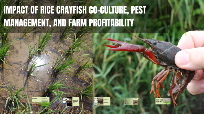 Impact of Rice-Crayfish Co-Culture by JONARD JAY HIPONIA on Prezi
