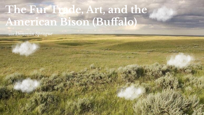The Fur Trade, Art, and the American Bison (Buffalo) by Donovin Sprague ...