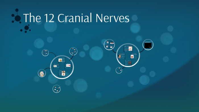 The 12 Cranial Nerves by Piyamon Patthanasettakul on Prezi