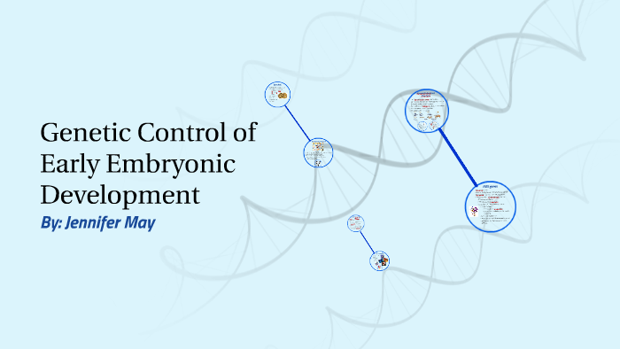 Genetic Control of Early Embryonic Development by Jenny May on Prezi
