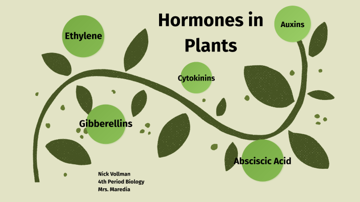 Hormones in Plants by Nick Vollman on Prezi