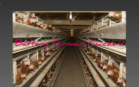 Battery chicken farming by Hilary Mitchell on Prezi