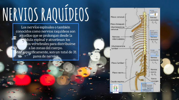 NERVIOS RAQUÍDEOS by Andres Guillermo Contreras Martinez on Prezi