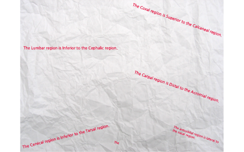 The Body Regions by Xavier Rivers