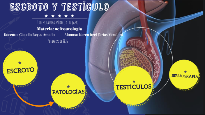 Escroto y testículo by Girl Nava on Prezi