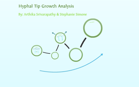 Investigating Hyphal Tips of N.crassa by Arthika Srivarapathy on Prezi