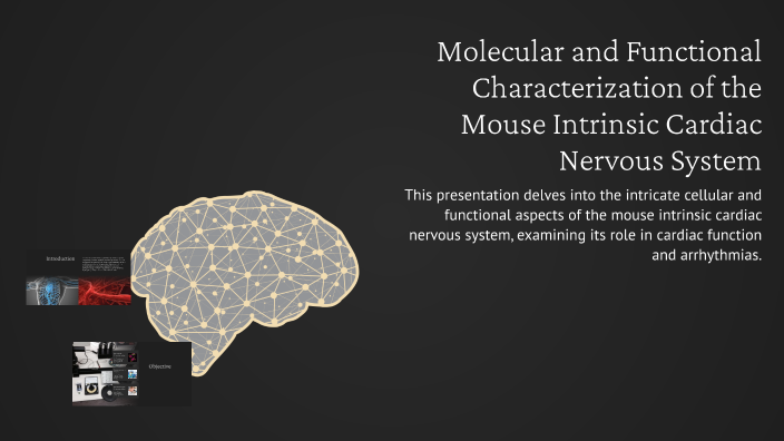 Molecular and Functional Characterization of the Mouse Intrinsic ...