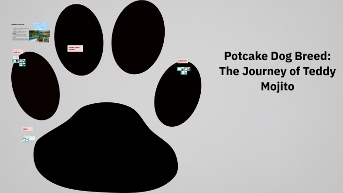 Potcake Dog Breed by Jill Womack on Prezi