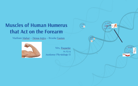 Muscles of Human Humerus that Act on the Forearm by Madison Mahar on Prezi