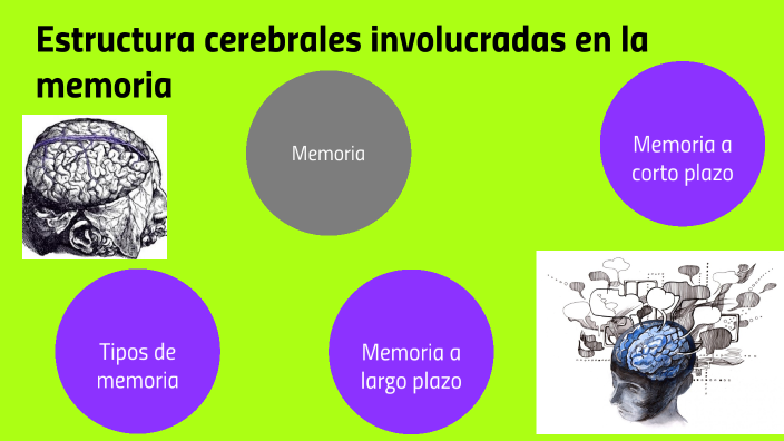 Estructuras Cerebrales Involucradas En La Memoria By Tracy Nava Luna On