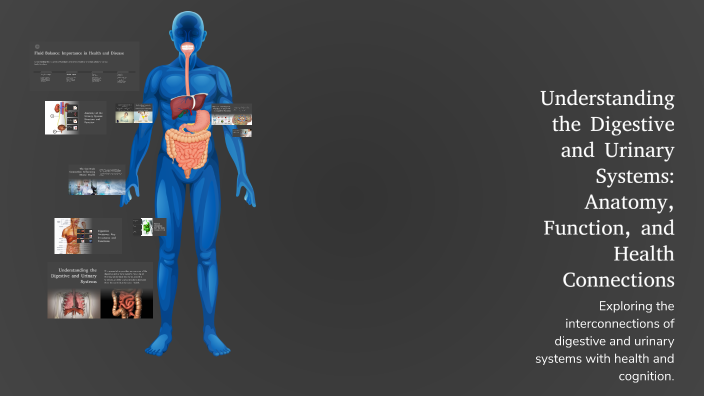 Understanding the Digestive and Urinary Systems: Anatomy, Function, and ...