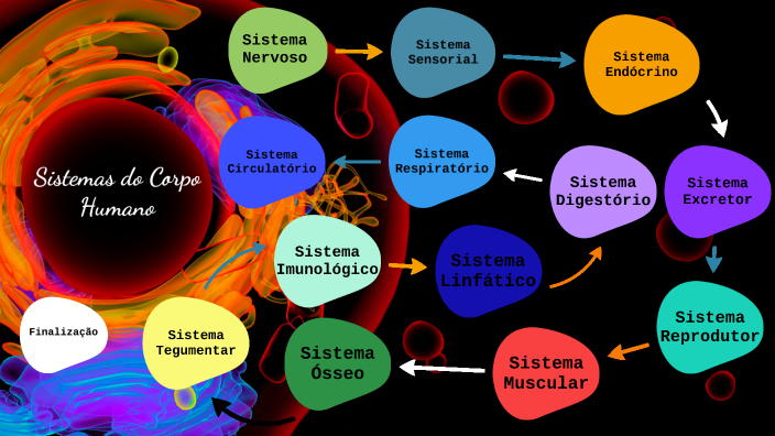 Sistemas do corpo humano by Leonardo Guimarães Lacintra on Prezi