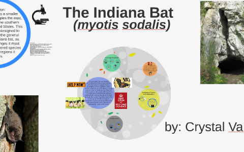 The Indiana Bat by Crystal Valls on Prezi