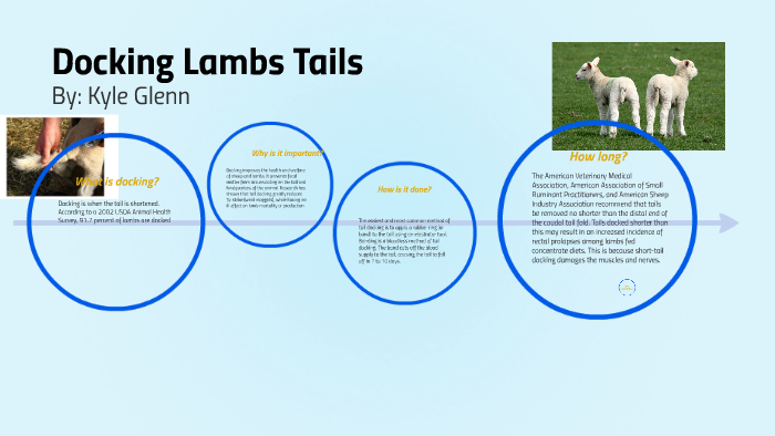 Docking Sheep Tails by Kyle Glenn on Prezi