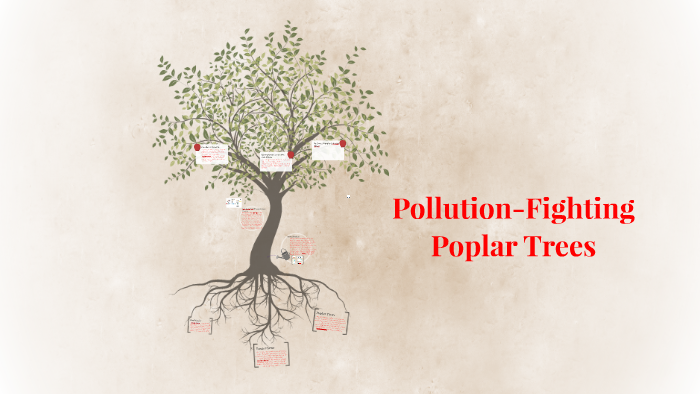 Pollution-Fighting Poplar Trees by Jamie Murphy