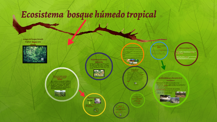 Ecosistema bosque húmedo tropical by jasson triana cardozo on Prezi