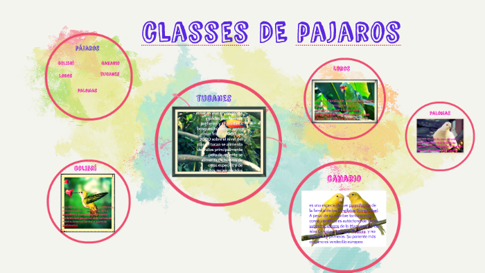 clases de pajaros by Laura Camila Sanchez Sepulveda on Prezi
