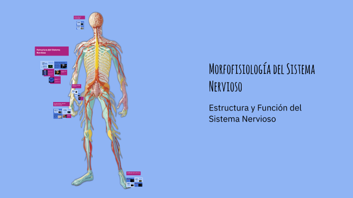 Morfofisiología del Sistema Nervioso by Alejandra Perez lopez on Prezi