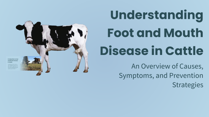 Understanding Foot and Mouth Disease in Cattle by Liv Ashton on Prezi