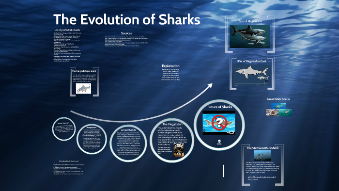 Evolution and Ancestry of Sharks by Ethan Johnston on Prezi