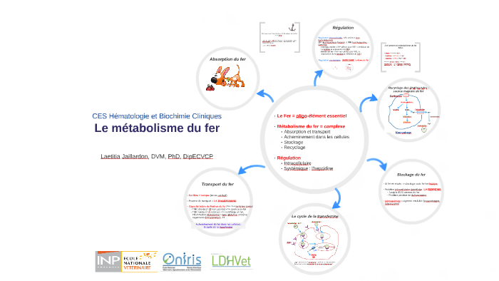Le métabolisme du fer : l'hepcidine, le futur by Laetitia Jaillardon on ...
