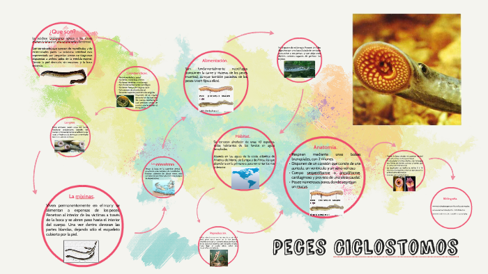 Peces Ciclostomos by Vane Ross on Prezi
