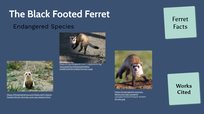 Endangered Animal Papper by Shannon Coller on Prezi