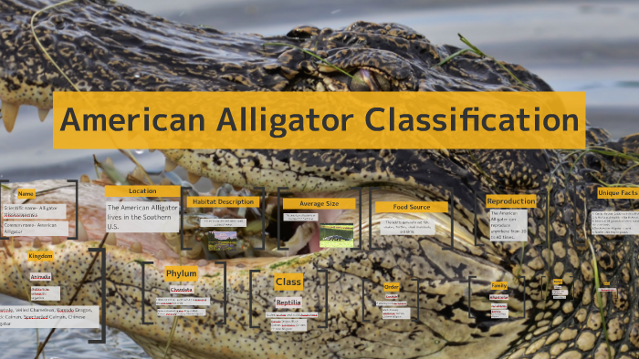 American Alligator Classification by peter murphy on Prezi